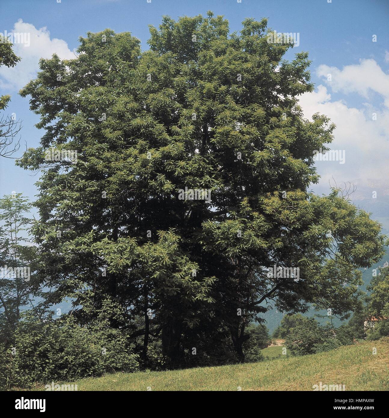 Botany fagaceae sweet hi-res stock photography and images - Alamy