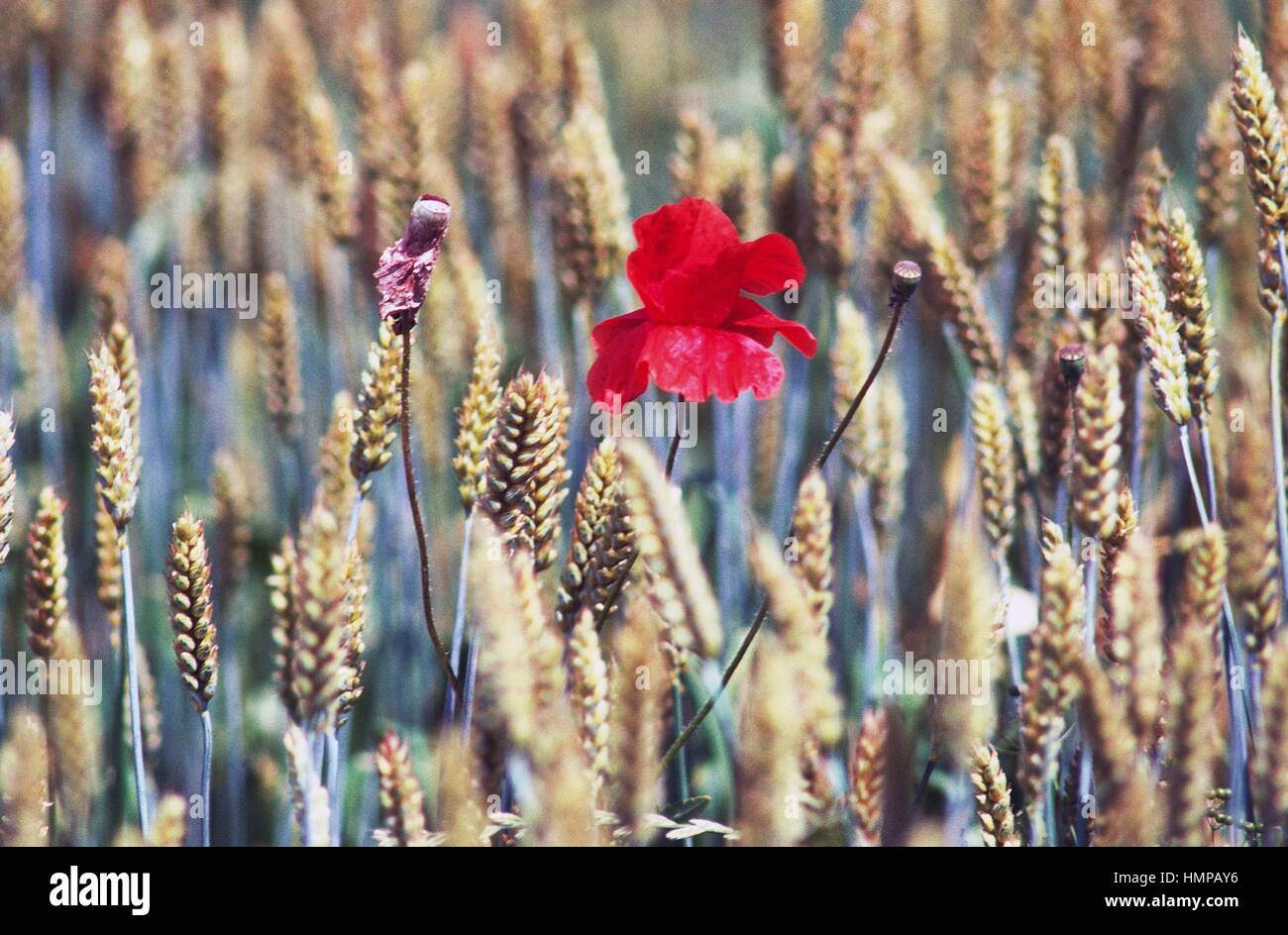 Oriental poppy (Papaver orientale), Papaveraceae Stock Photo - Alamy