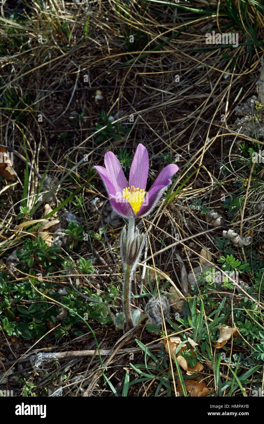 Pulsatilla halleri hi-res stock photography and images - Alamy