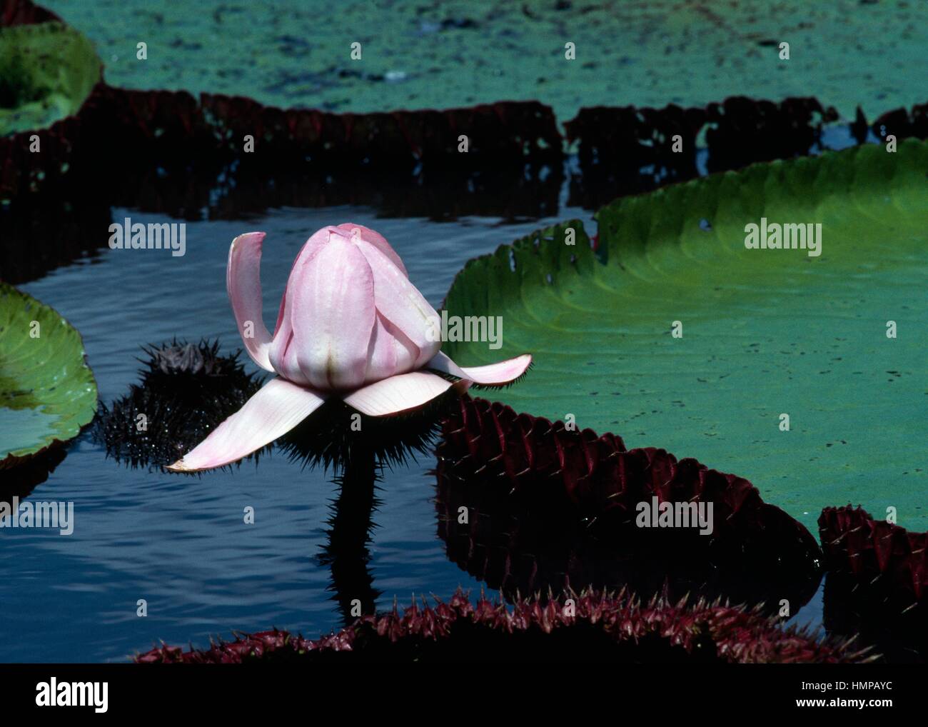 Victoria amazonica or Victoria regia, Nymphaeaceae, Amazon Stock Photo ...