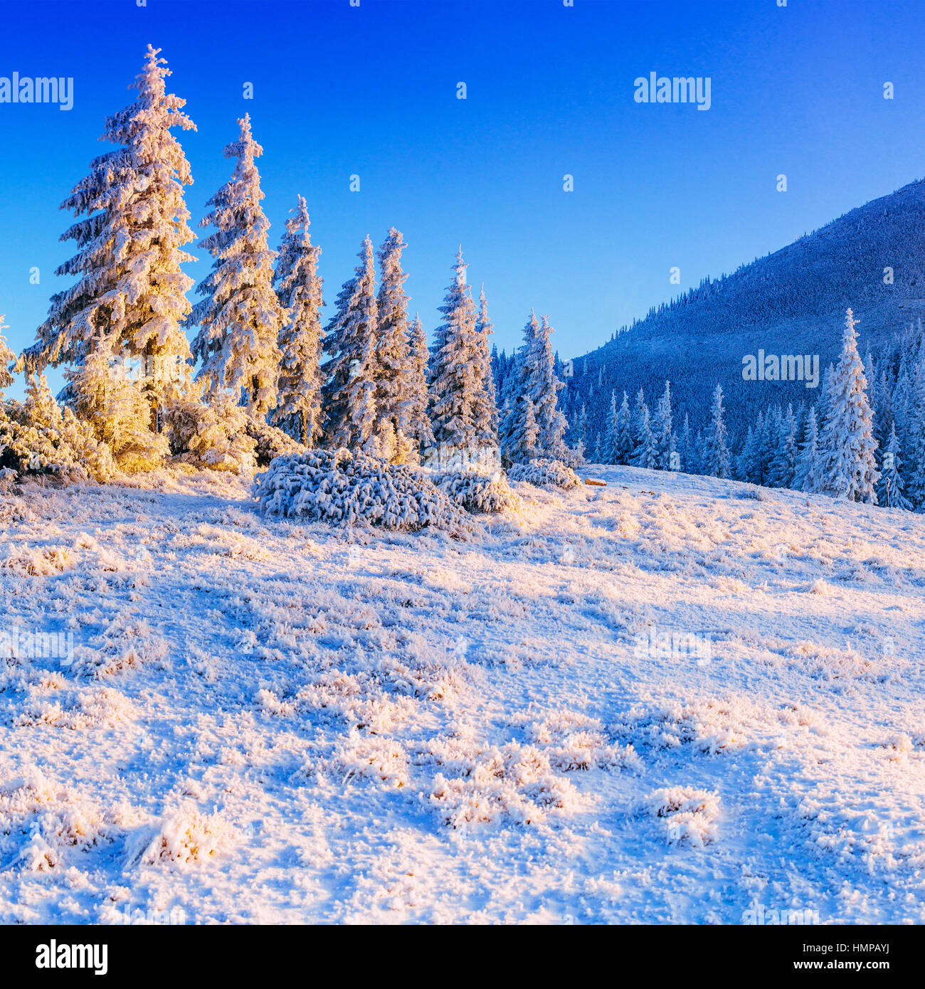 magical winter snow covered tree Stock Photo - Alamy