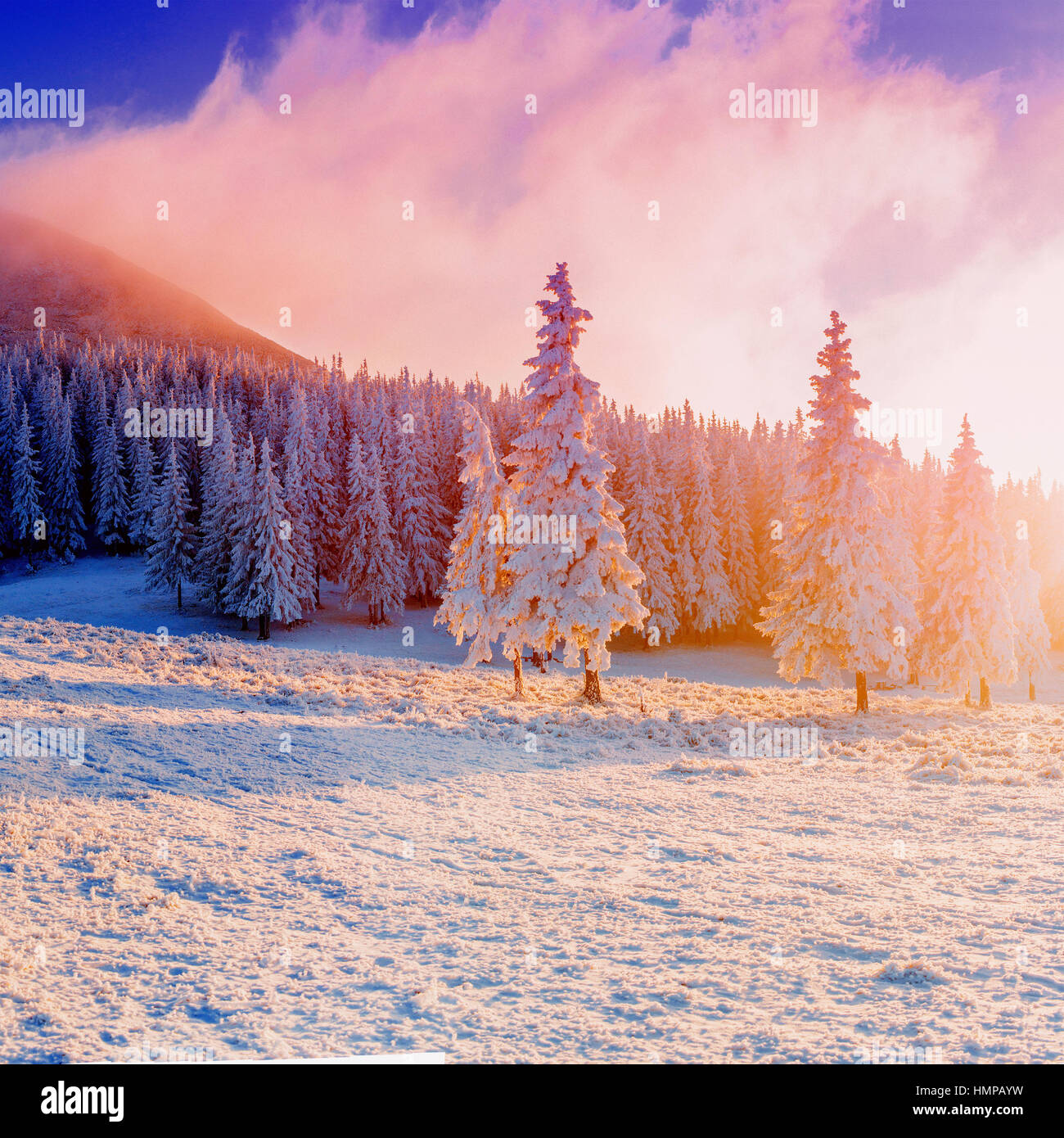 winter landscape trees in frost Stock Photo - Alamy