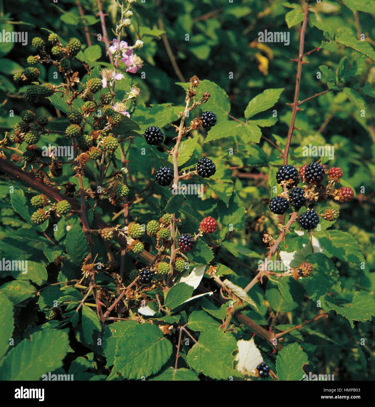 Blackberries (Rubus fruticosus), Rosaceae Stock Photo - Alamy