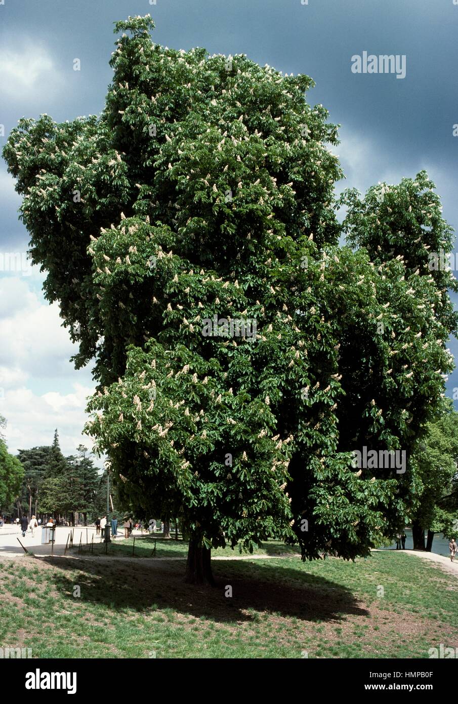 Indian horse chestnut tree flowers hi-res stock photography and images ...