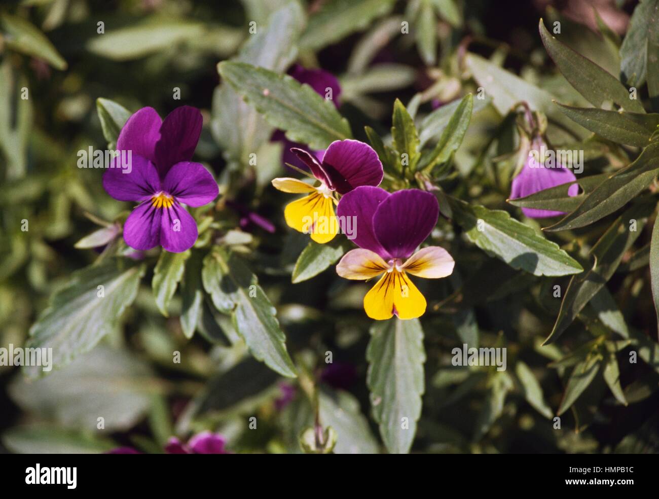 Wild pansy (Viola tricolor hortensis), Violaceae Stock Photo - Alamy