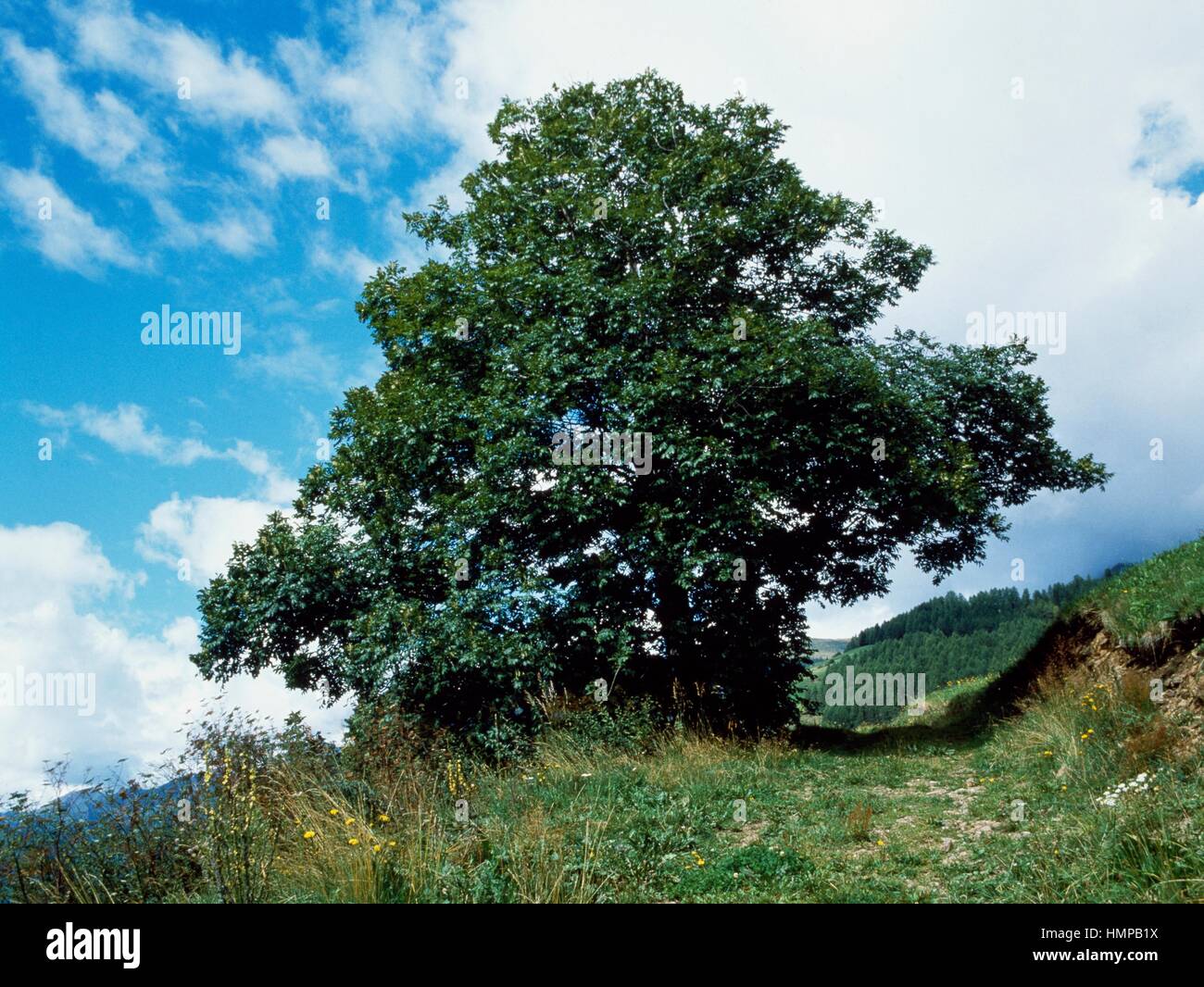 Botany oleaceae european hi-res stock photography and images - Alamy