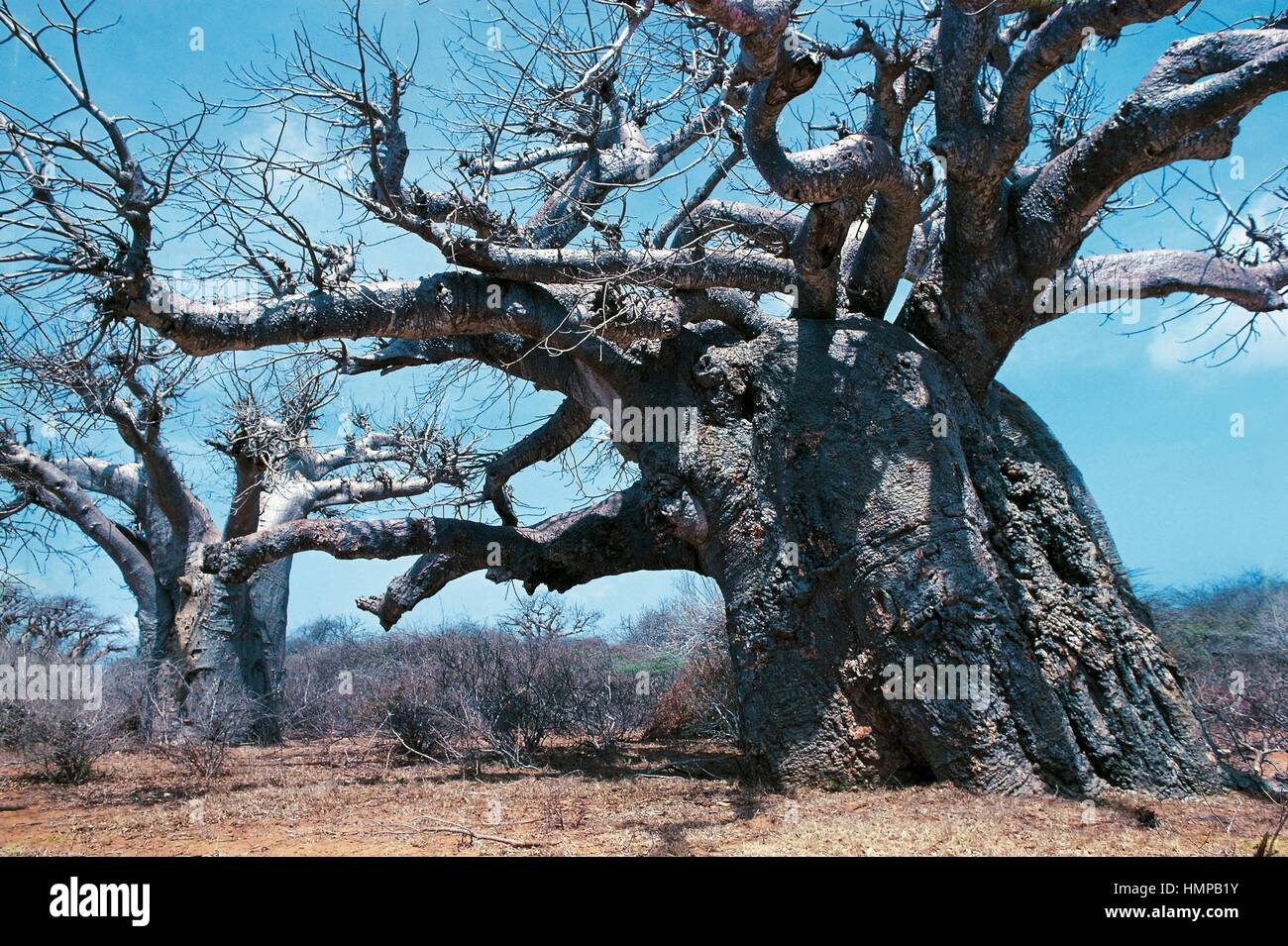 Baobab trees (Adansonia digitata), Bombacaceae, Somalia Stock Photo - Alamy