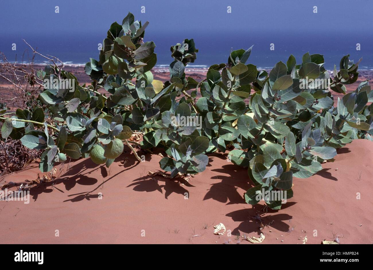 Merca somalia hi-res stock photography and images - Alamy