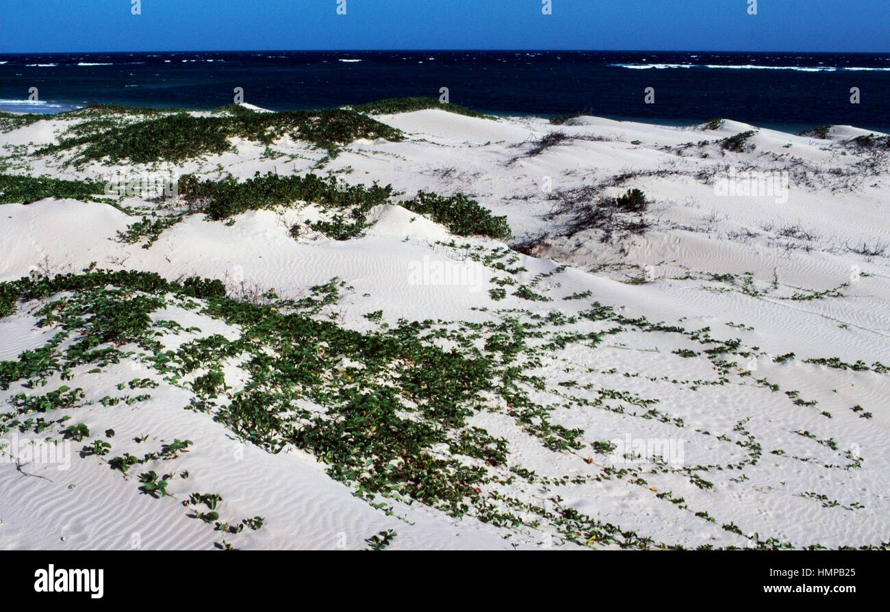 Coastal dune vegetation, near Merca, Shabeellaha Hoose, Somalia Stock ...