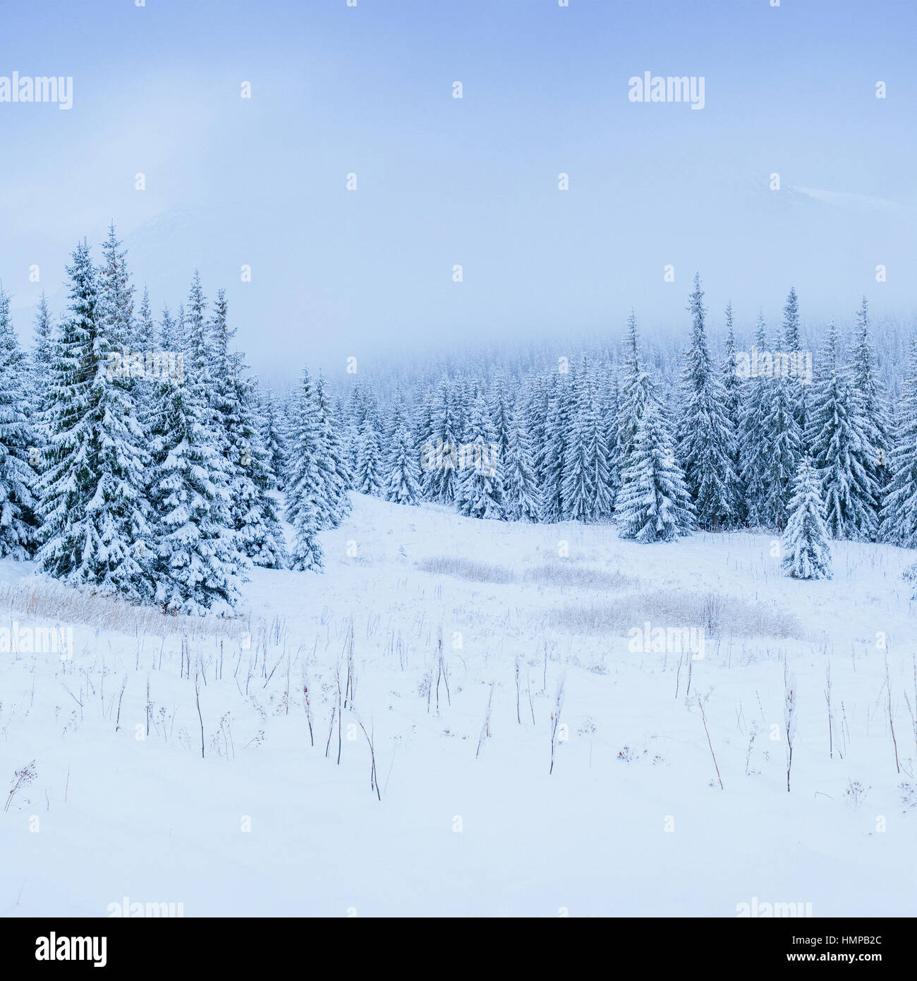 wonderful winter landscape Stock Photo - Alamy