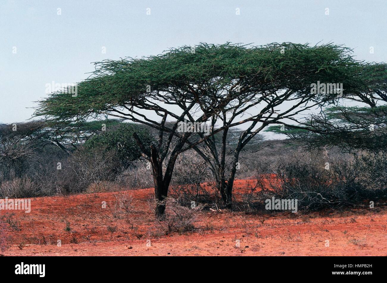 Umbrella Thorn Acacia trees (Acacia tortilis), Fabaceae, Somalia Stock ...