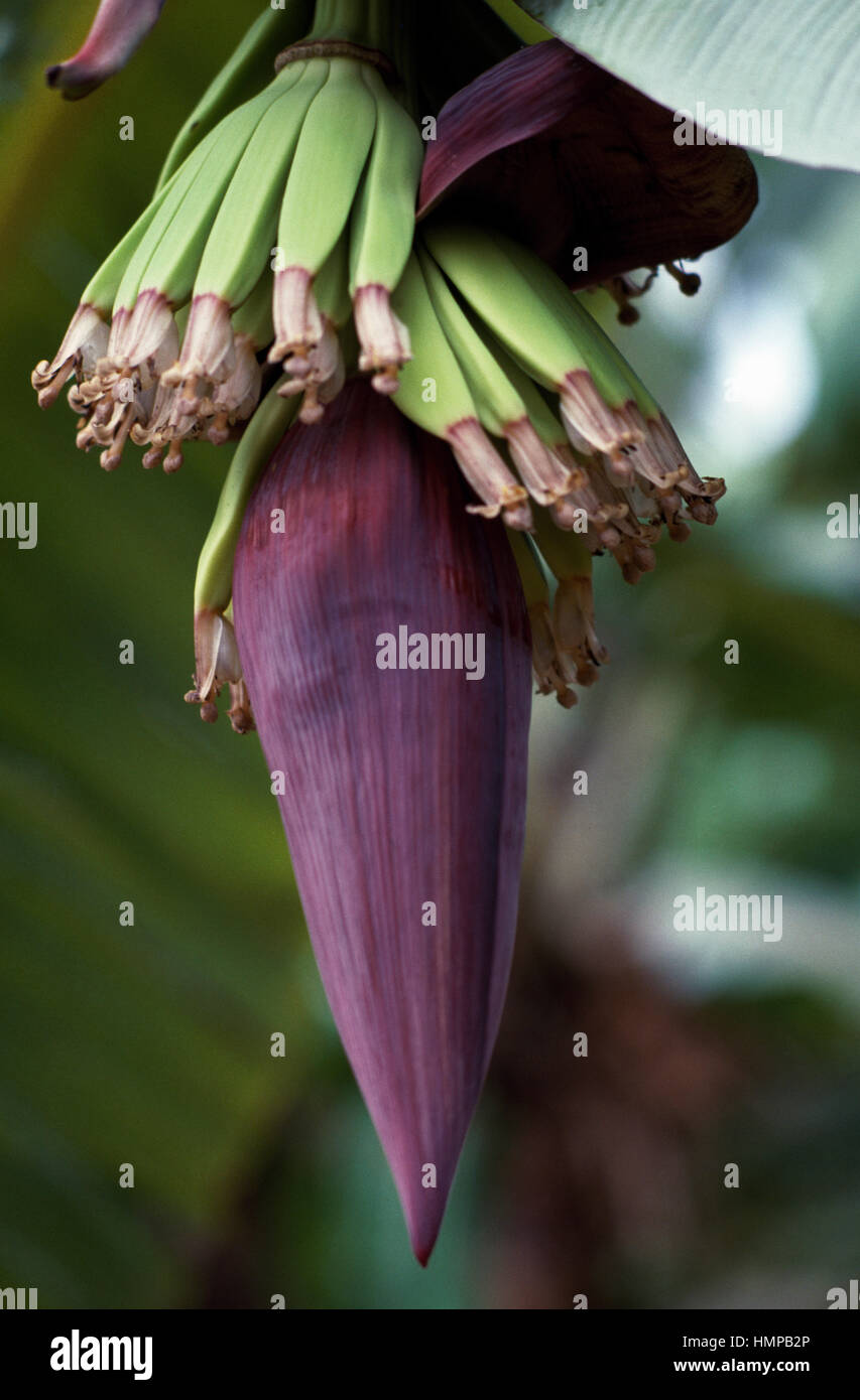 Musa flower hi-res stock photography and images - Alamy