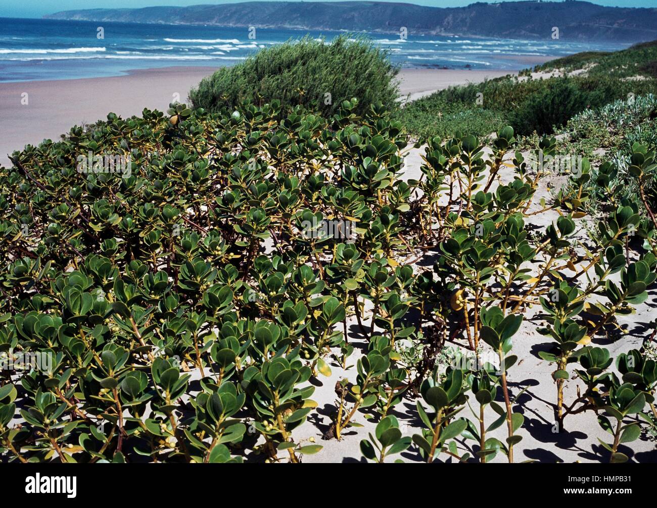 Psammophilic plants, South Africa Stock Photo - Alamy