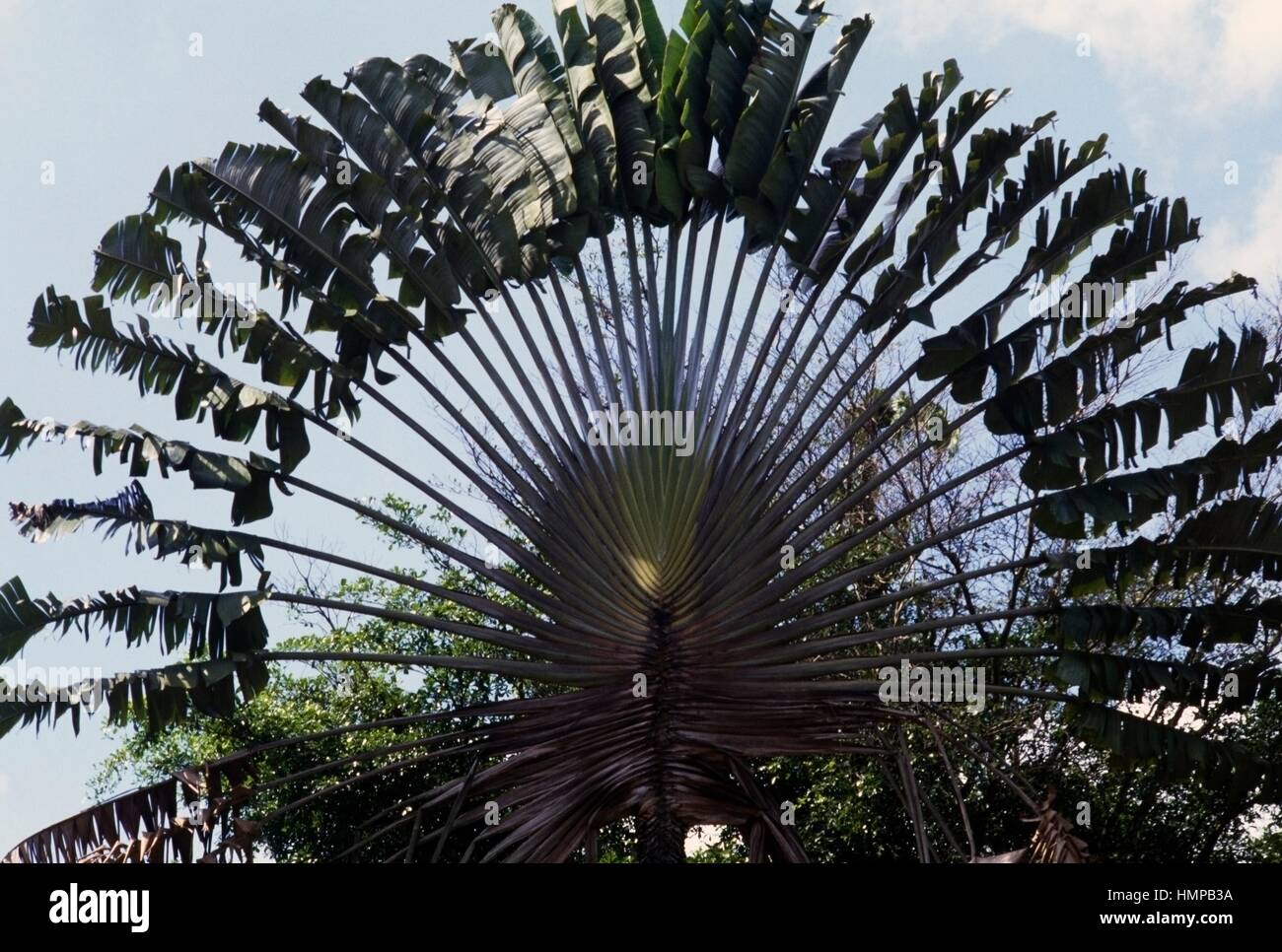 Traveller's Tree or Traveller's Palm (Ravenala madagascariensis ...