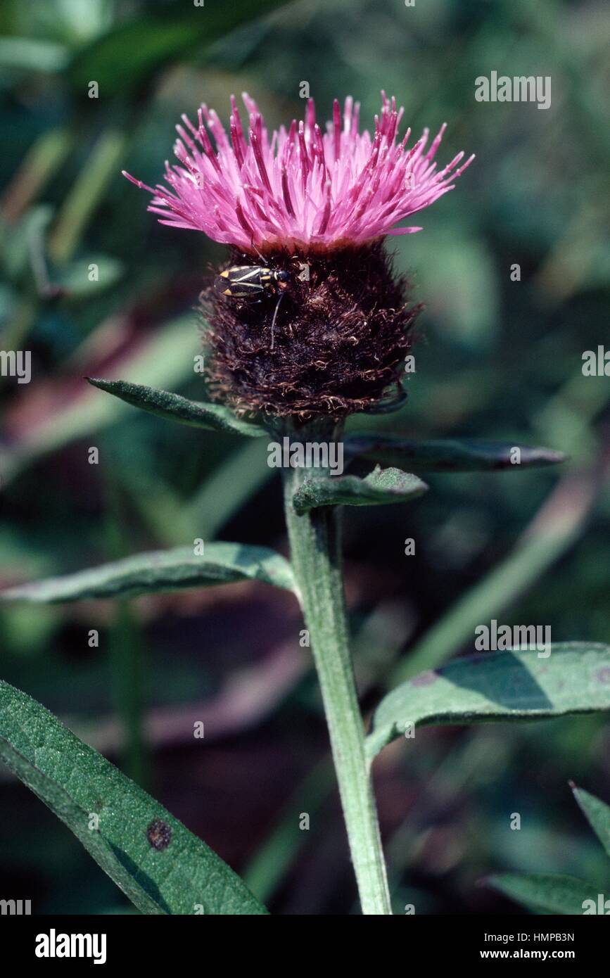 Lesser knapweed or Common knapweed (Centaurea nigra), Asteraceae Stock ...