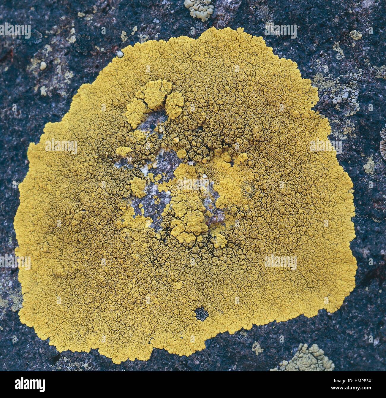 Yellow Map Lichen (Rhizocarpon geographicum), Rhizocarpaceae Stock ...