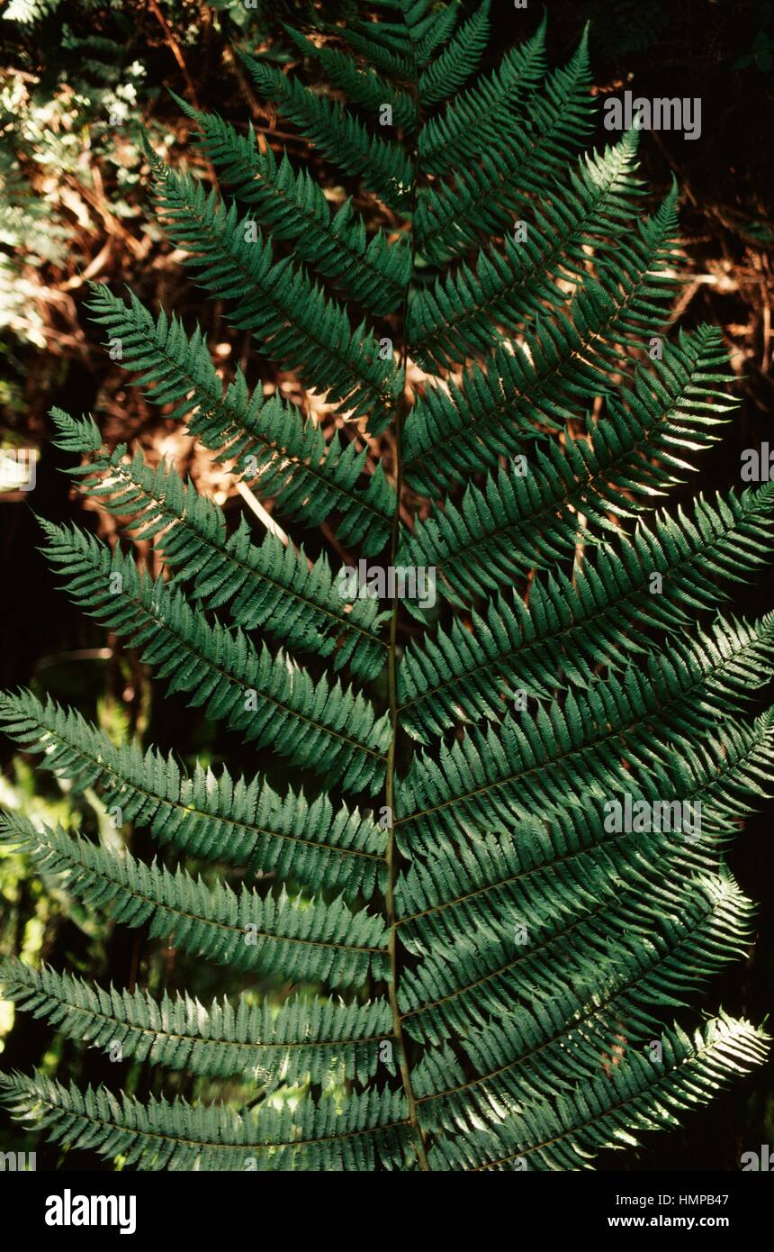 Fern, Virunga National Park, Democratic Republic of the Congo Stock ...