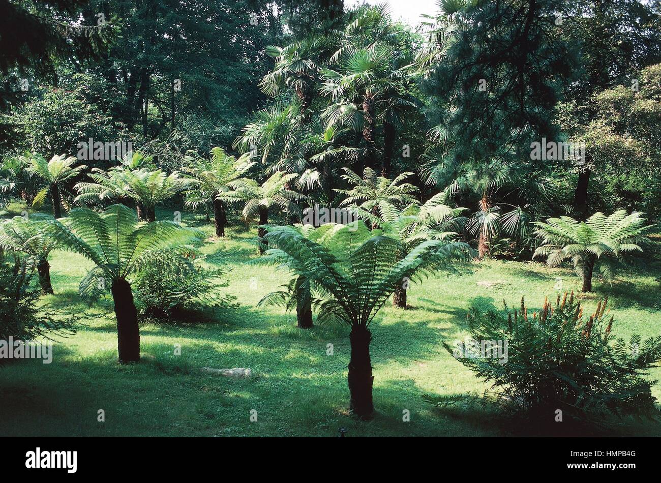 Australian Tree Fern or Soft Tree Fern (Dicksonia antarctica ...
