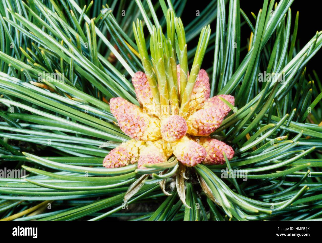 Leaves and cones of Swiss pine or Arolla pine (Pinus cembra), Pinaceae ...
