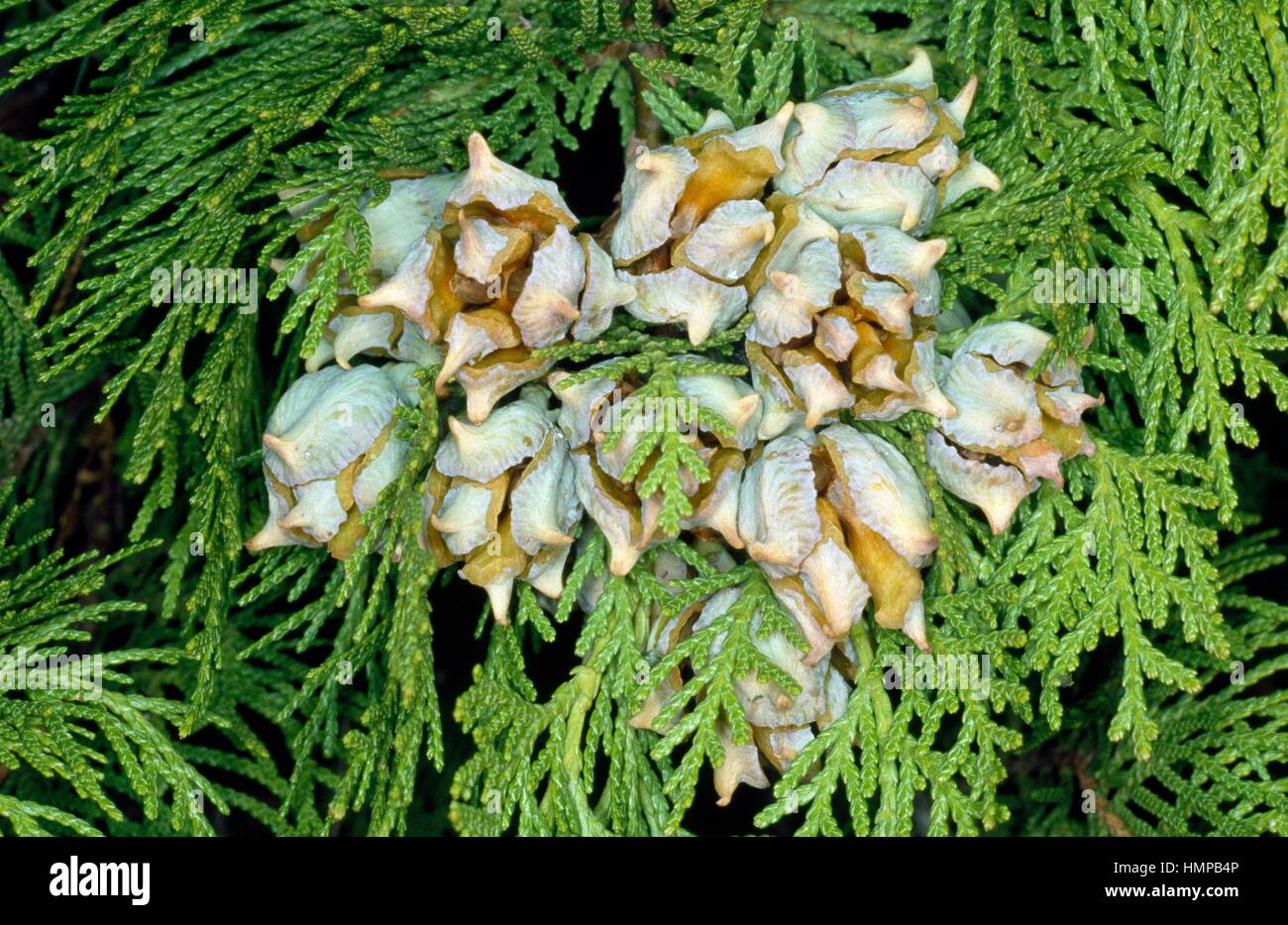 Hinoki Cypress (Chamaecyparis obtusa nana gracilis), Cupressaceae ...