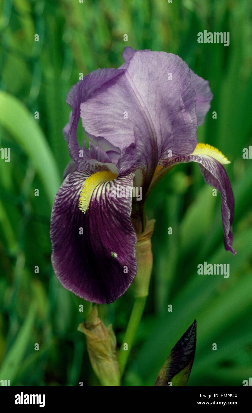 German Iris (Iris germanica), Iridaceae Stock Photo - Alamy