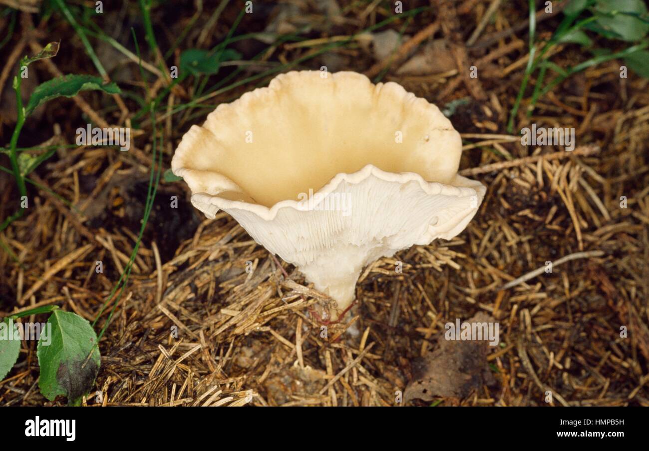 Common Funnel Cap (Clitocybe infundibuliformis), Tricholomataceae Stock ...