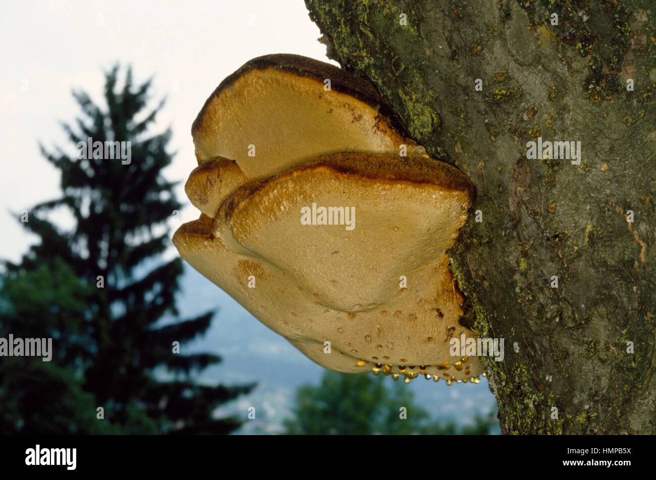 Inonotus hispidus, Hymenochaetaceae Stock Photo - Alamy