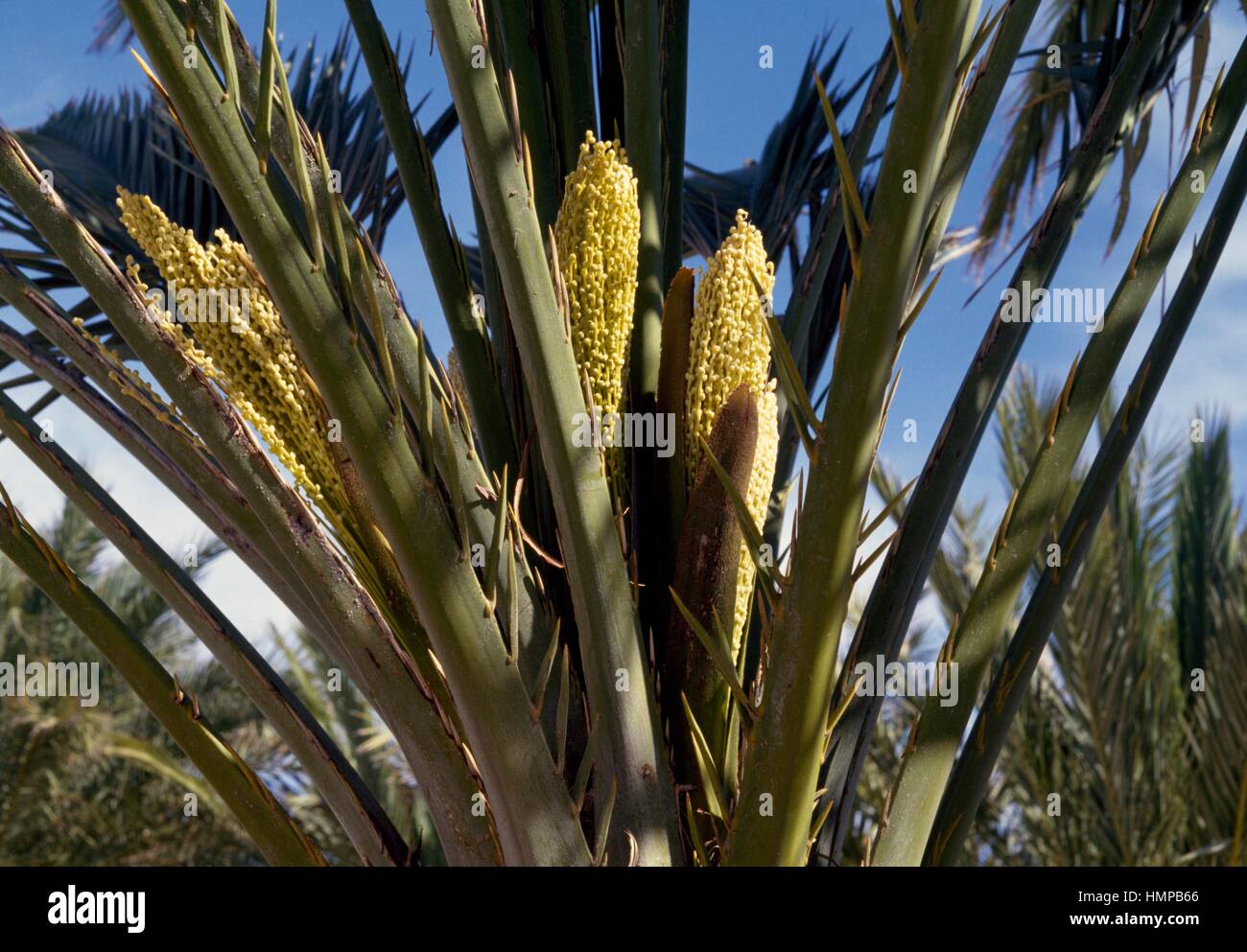 Date palm (Phoenix dactylifera), Arecaceae Stock Photo - Alamy