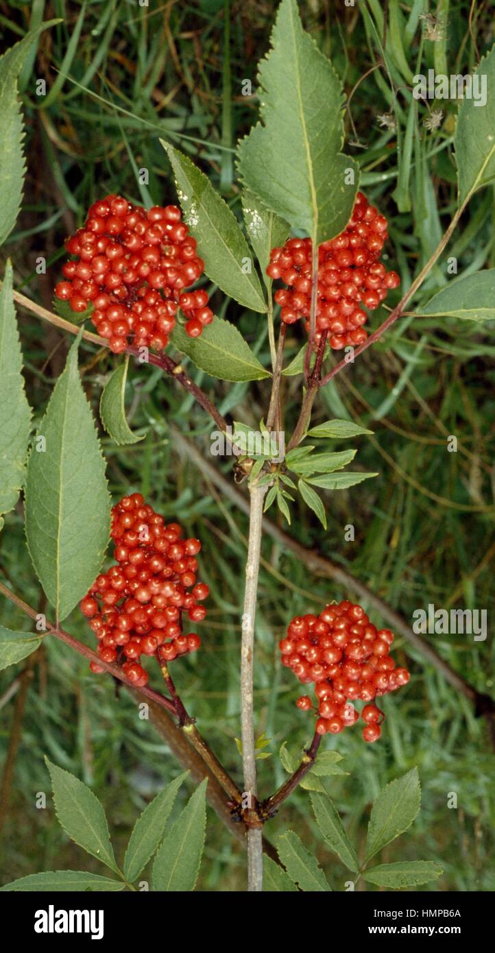 Leaves and fruits of Red Elderberry (Sambucus racemosa), Caprifoliaceae ...