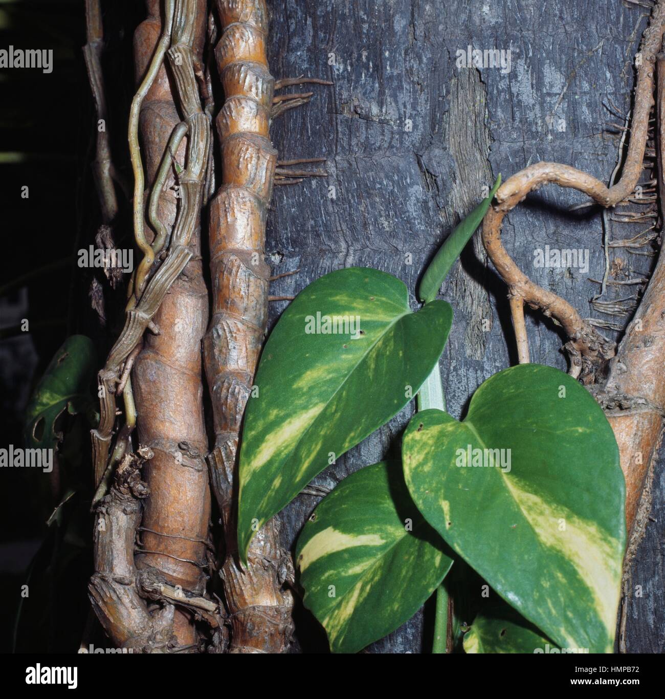 Aerial Roots Philodendron