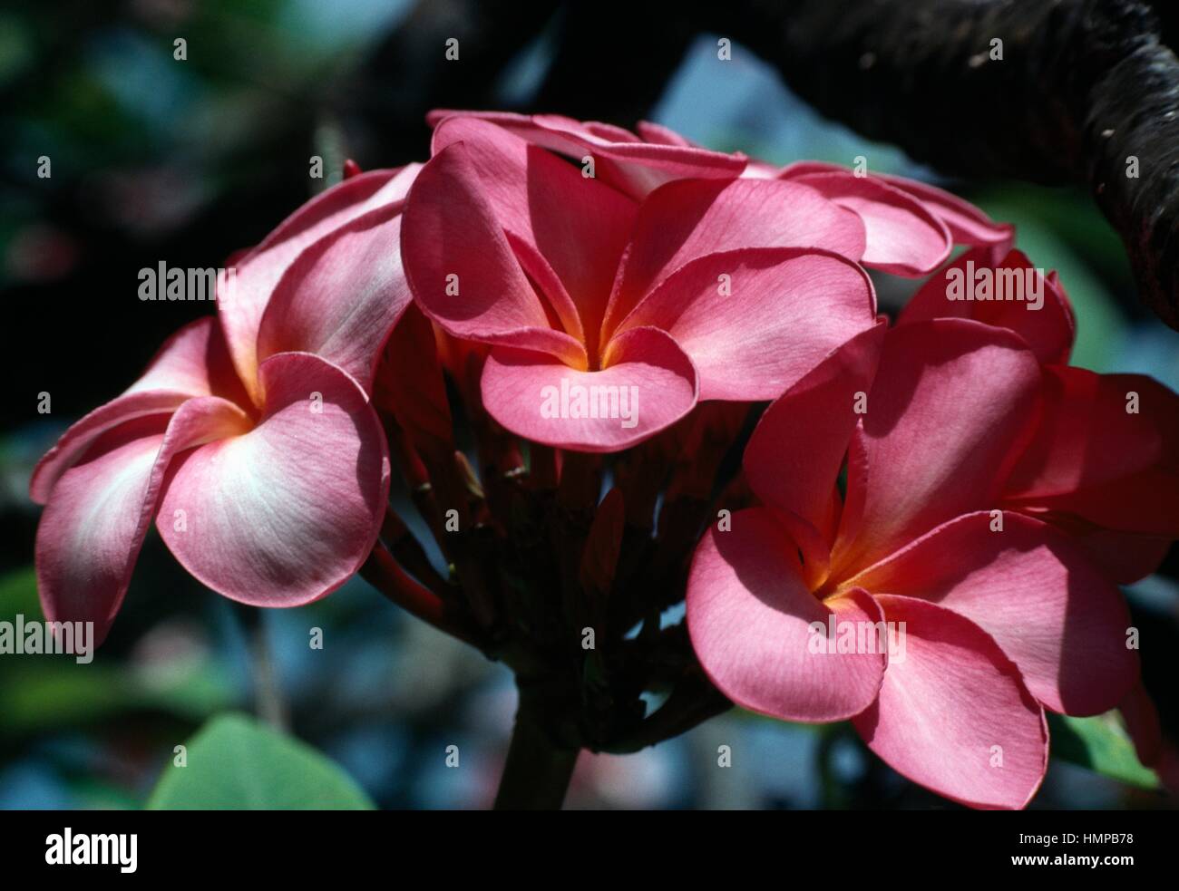 Frangipani tree plumeria rubra hi-res stock photography and images - Alamy