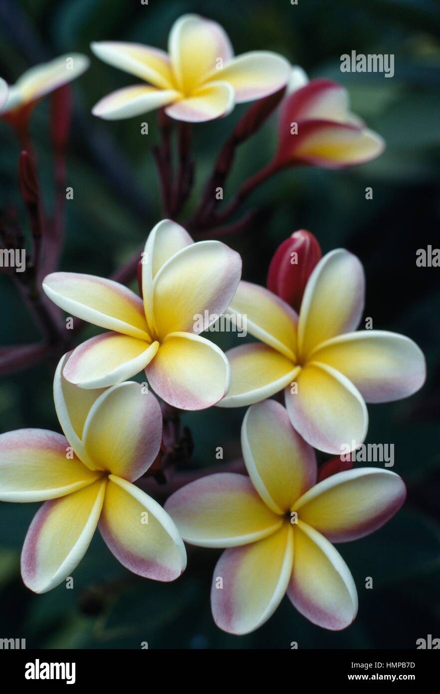 Red frangipani, Common frangipani or Temple tree (Plumeria rubra ...