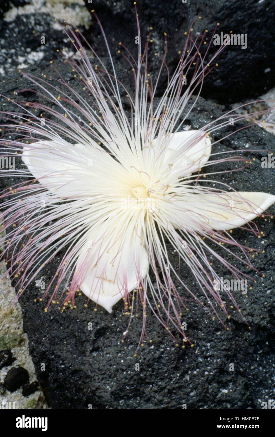 Sea Putat or Sea Poison Tree (Barringtonia asiatica), Lecythidaceae ...