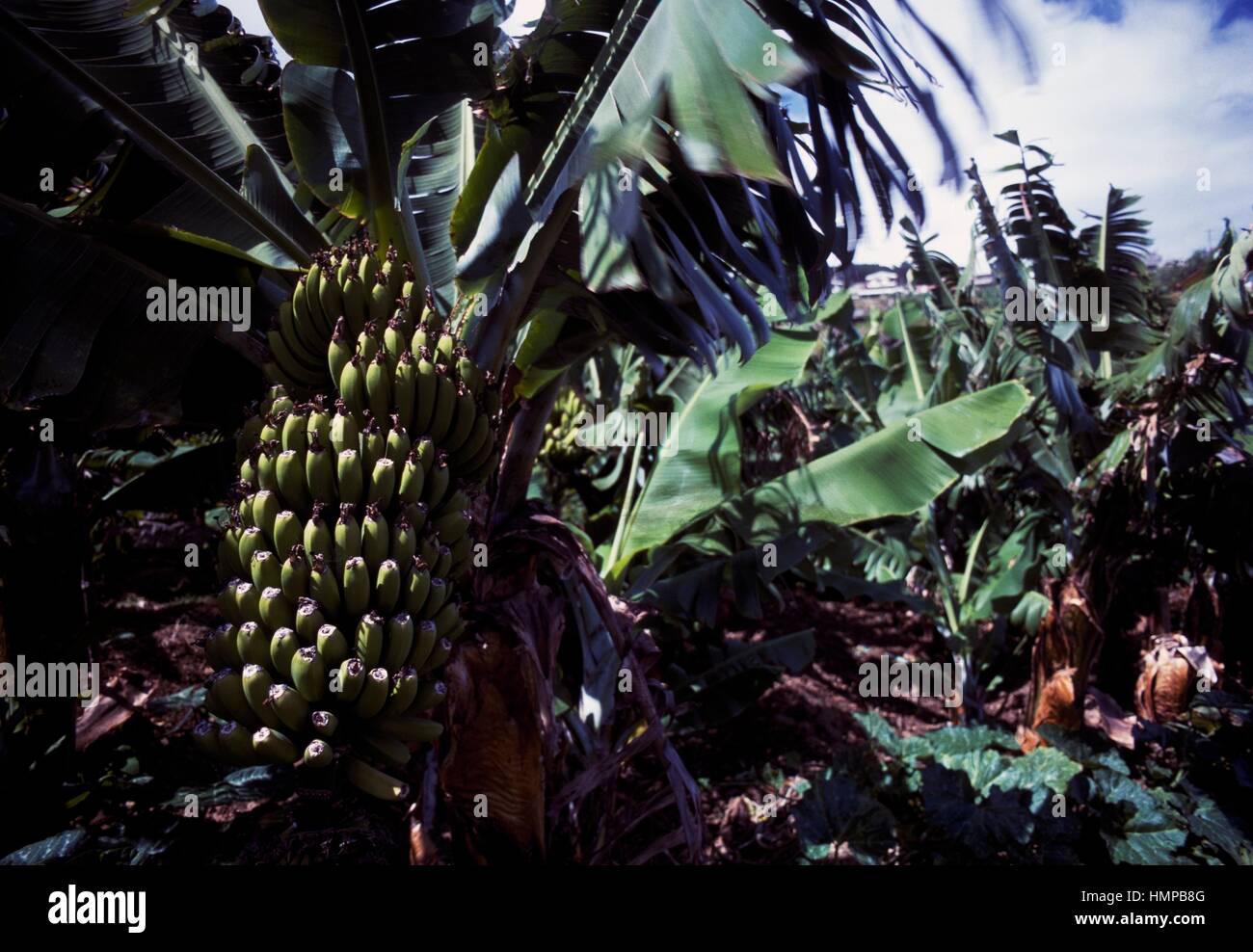 Banana plantation (Musa sp), Musaceae, Madeira, Portugal Stock Photo ...