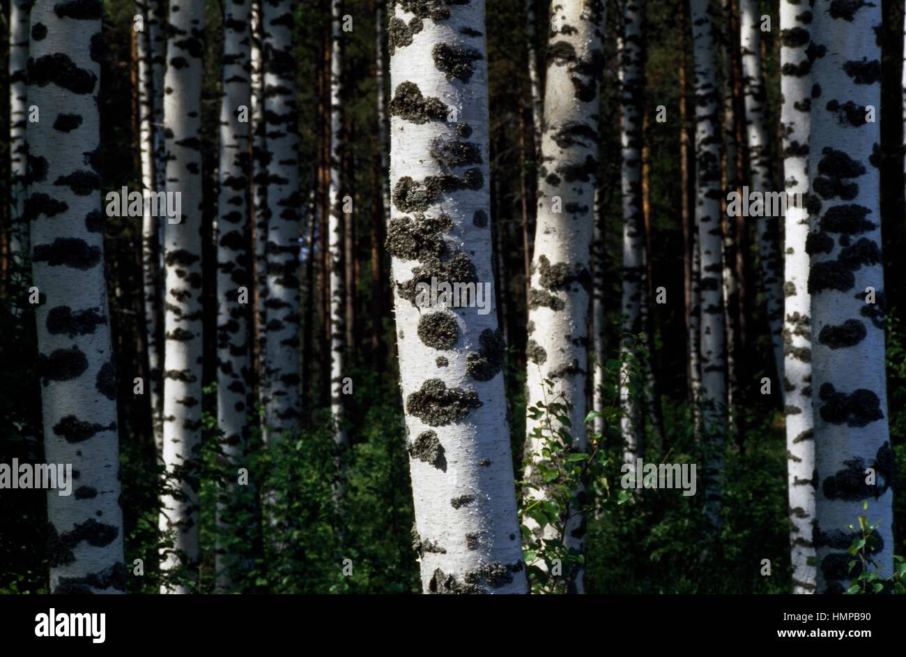 Birch forest (Betula sp), Betulaceae, Sweden Stock Photo - Alamy