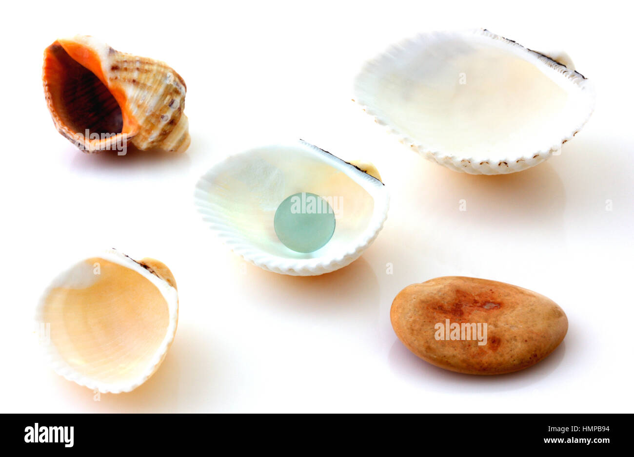 Shells with pearl and Rapana isolated on white Stock Photo - Alamy