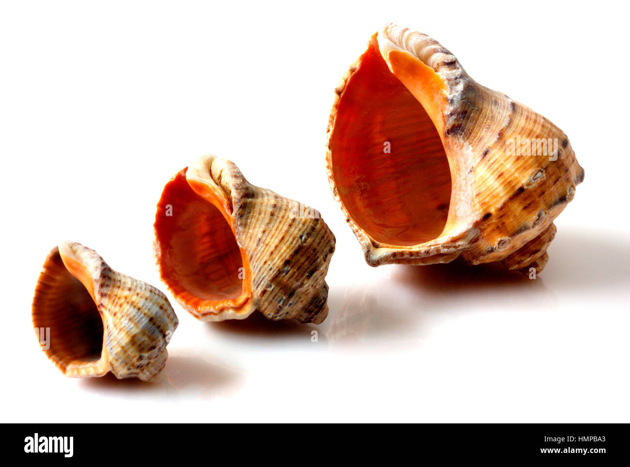 Rapanas isolated on white Stock Photo - Alamy