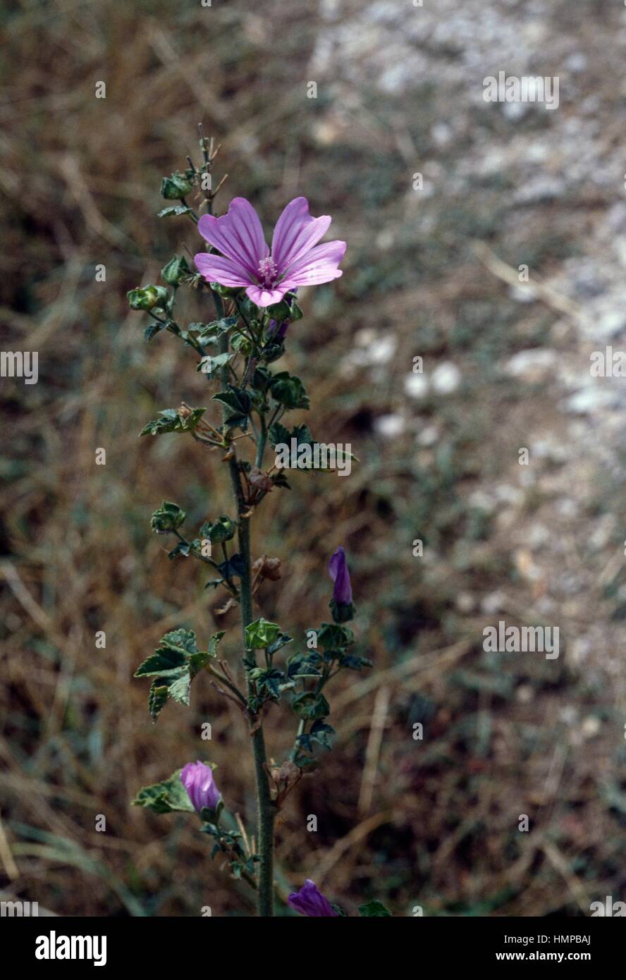 Common Mallow (Malva sylvestris), Malvaceae Stock Photo - Alamy