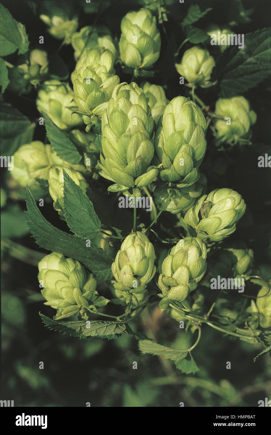 Common hop (Humulus lupulus Stock Photo - Alamy