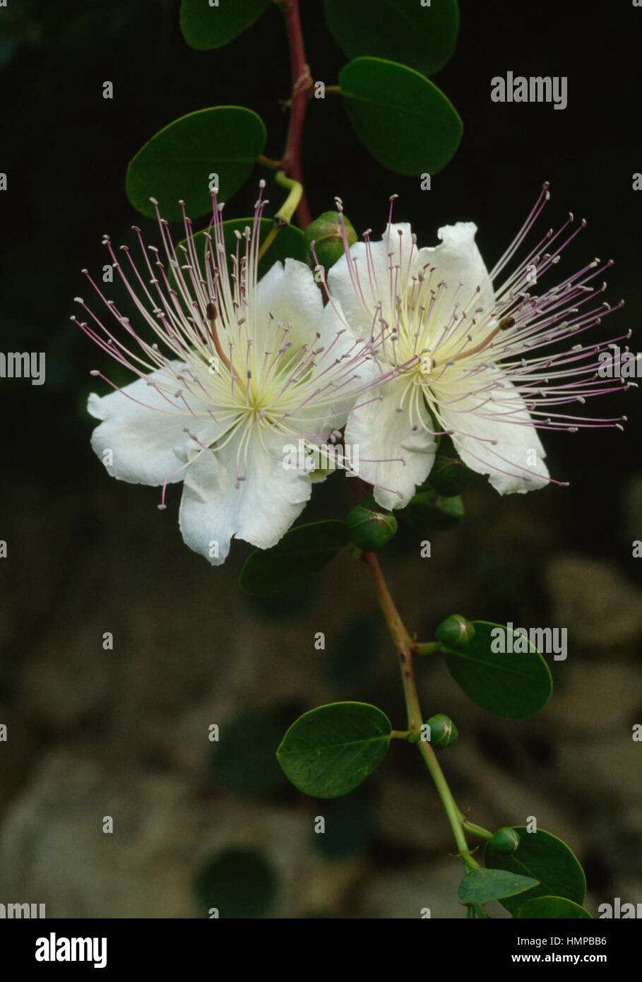 Flowers of Caper (Capparis spinosa), Capparaceae Stock Photo - Alamy