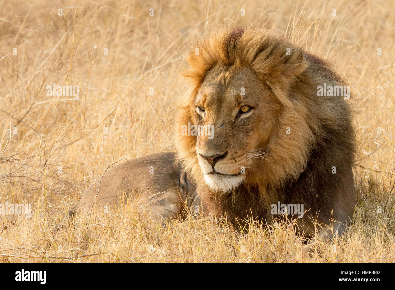 Sitting male lion Stock Photo - Alamy