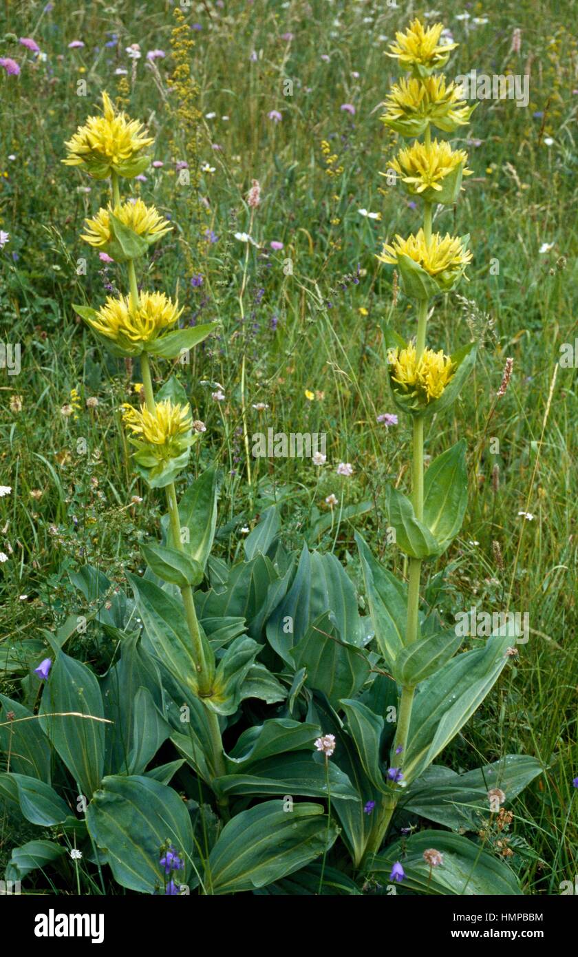 Great yellow gentian or Yellow Gentian (Gentiana lutea), Gentianaceae ...
