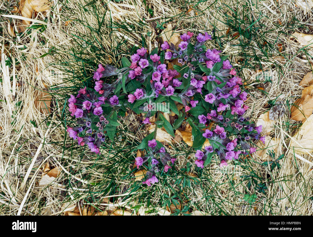 Lungwort pulmonaria sp hi-res stock photography and images - Alamy