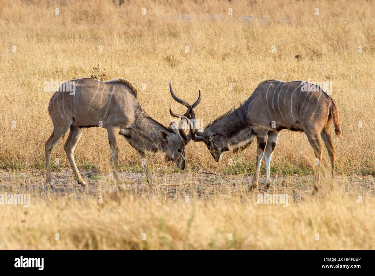 Kudu face hi-res stock photography and images - Alamy
