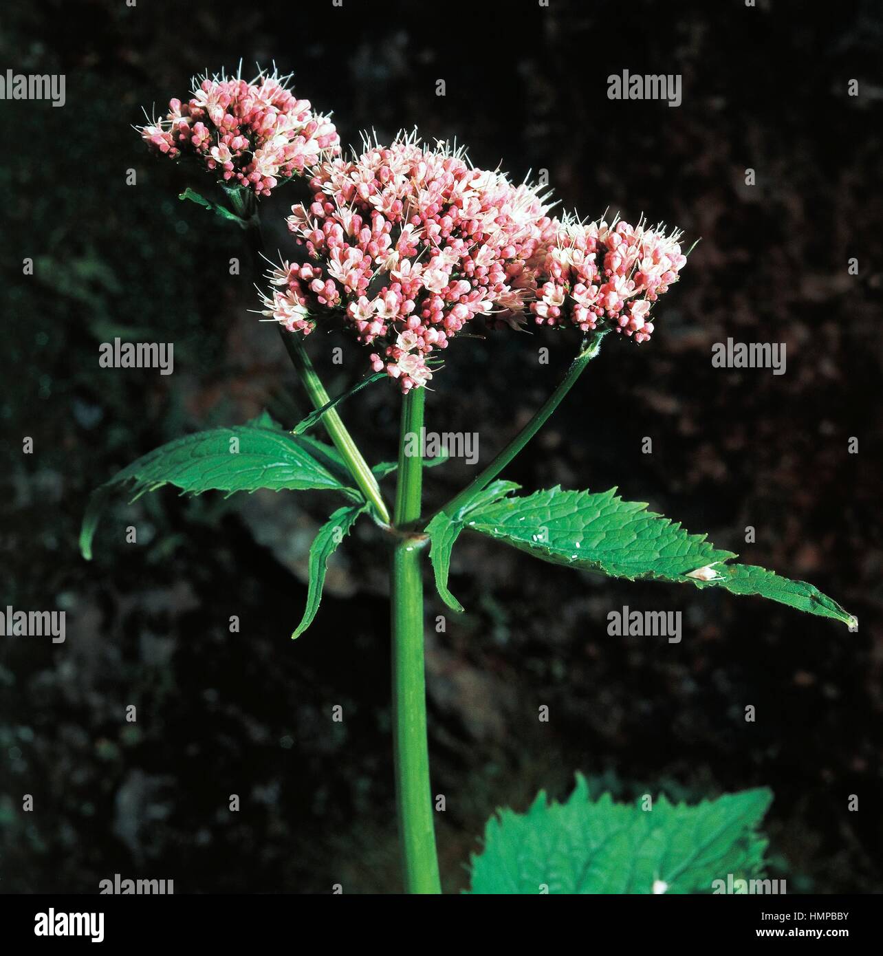 Foreground valerian in flower hi-res stock photography and images - Alamy