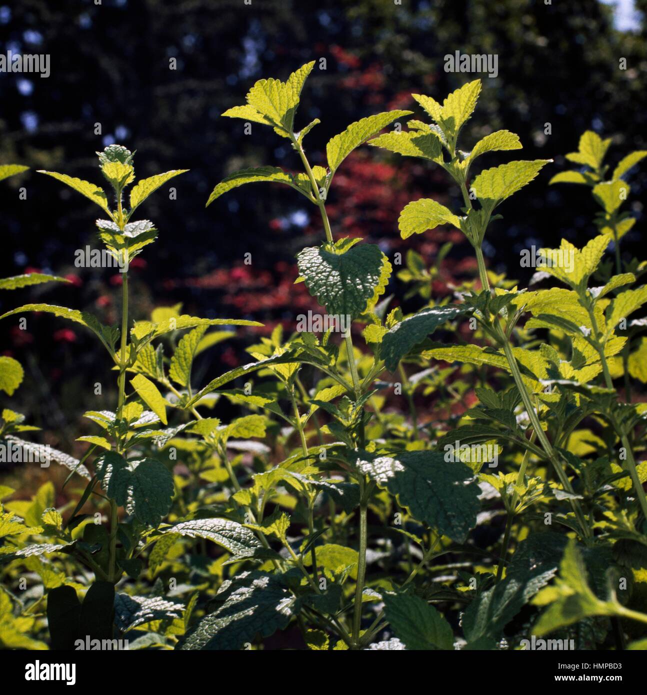 Lemon balm (Melissa officinalis), Lamiaceae Stock Photo - Alamy