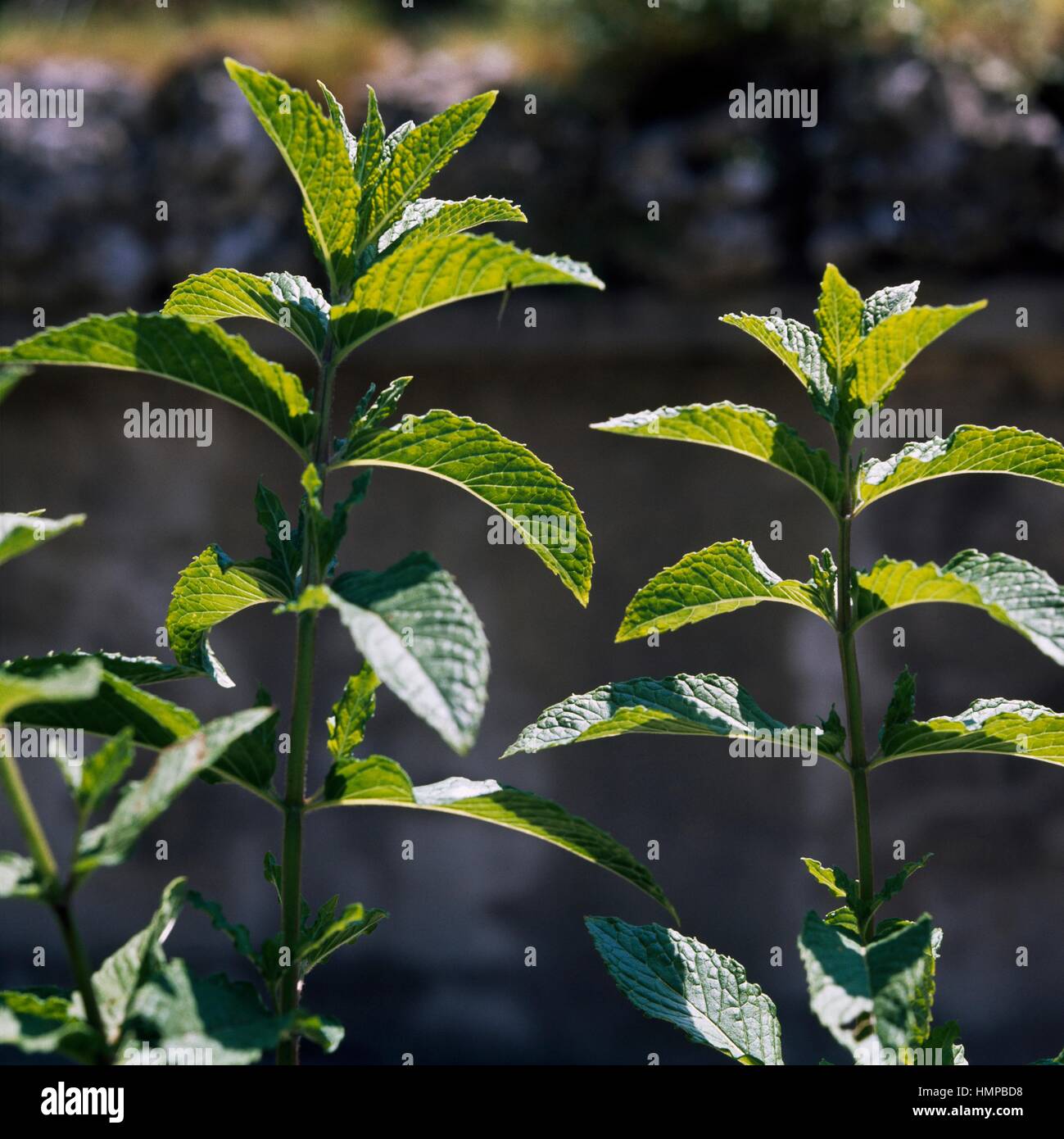 Peppermint (Mentha x piperita), Lamiaceae Stock Photo - Alamy