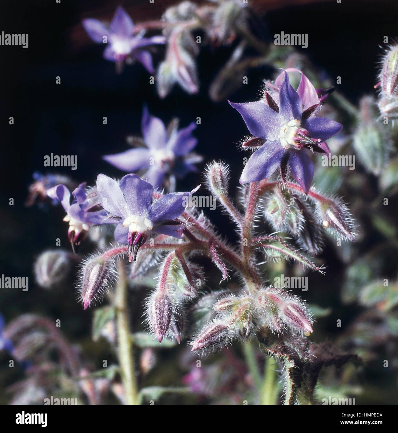 Common borage flowers (Borago officinalis), Boraginaceae Stock Photo ...