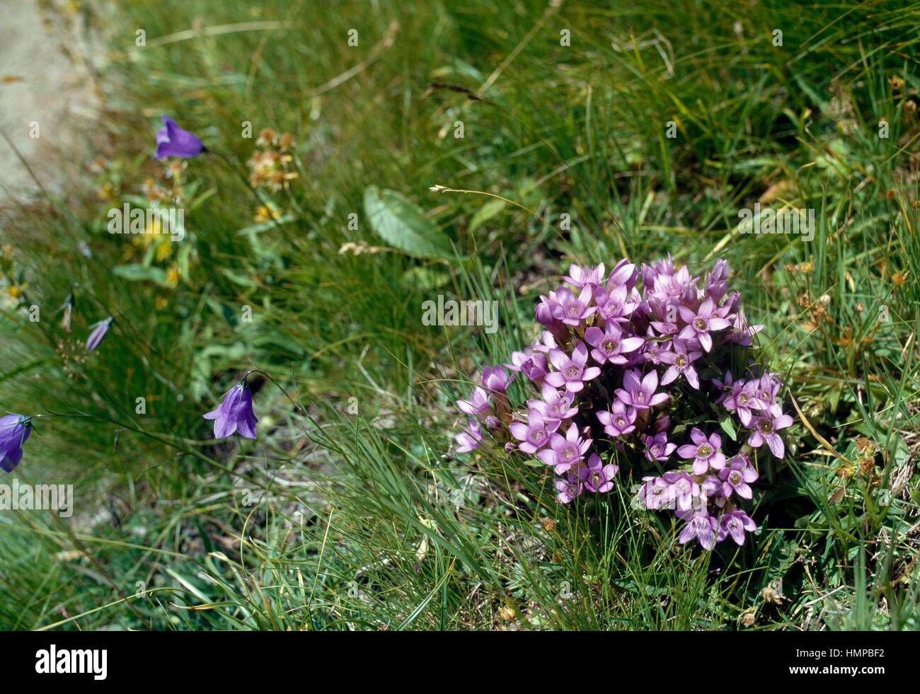 Gentianella campestris hi-res stock photography and images - Alamy