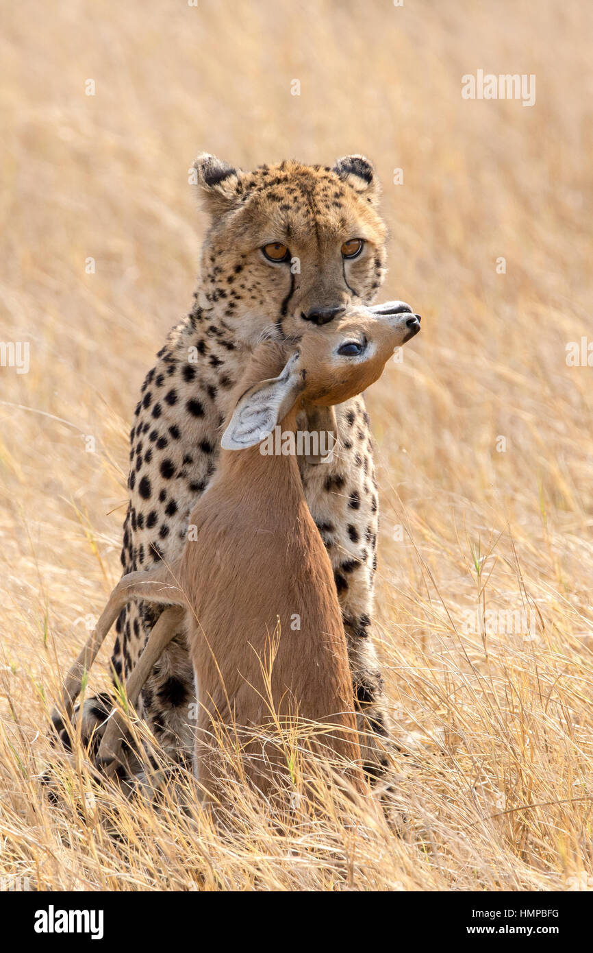 Cheetah with impala kill Stock Photo - Alamy
